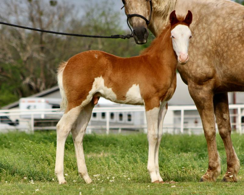 Quarter Horses for Sale, Paint Horses, Reining Horses for sale at ...