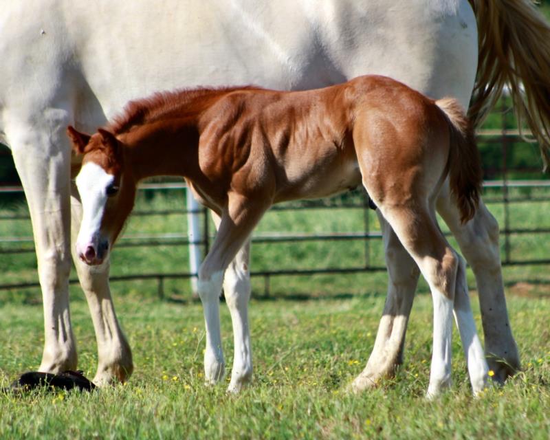 Quarter Horses for Sale, Paint Horses, Reining Horses for sale at ...