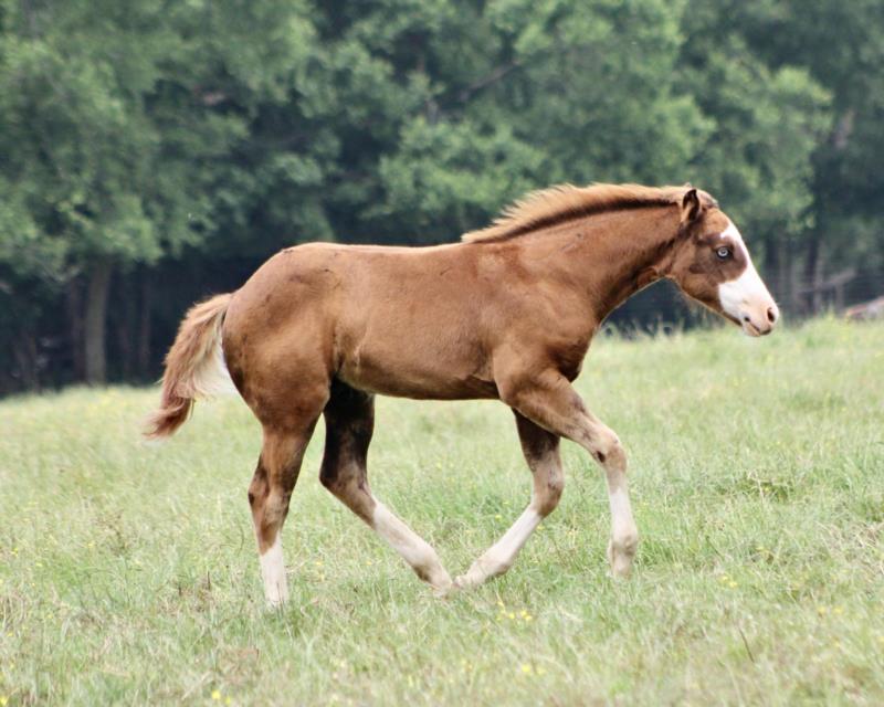 Quarter Horses for Sale, Paint Horses, Reining Horses for sale at ...