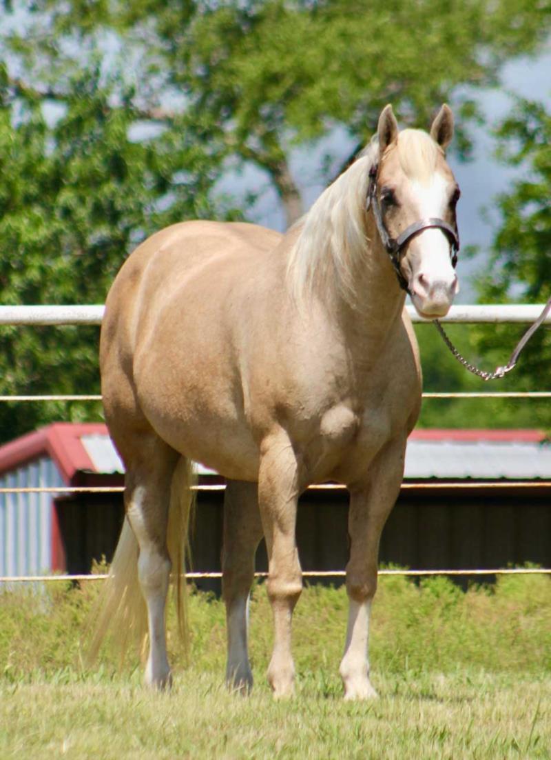 Quarter Horses for Sale, Paint Horses, Reining Horses for sale at ...